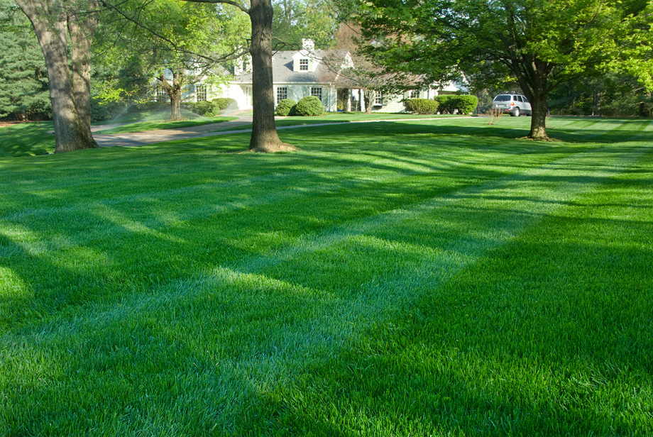 Turf : Lawnco : grass turf and lawn care renovation services include ...